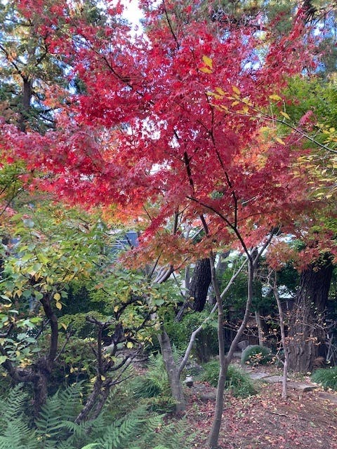 新緑や紅葉🍁など庭の木々が季節ごとに違う景色を見せてくれます。　紅葉の時期は見事です！の写真11