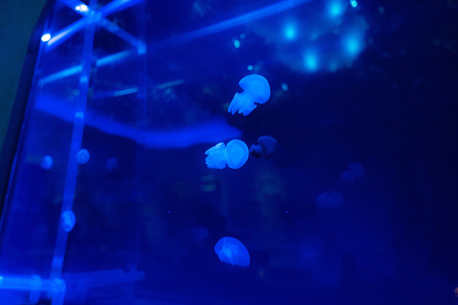 幻想的な雰囲気のバーを貸し切り！撮影・オフ会・イベント利用などに！の写真9