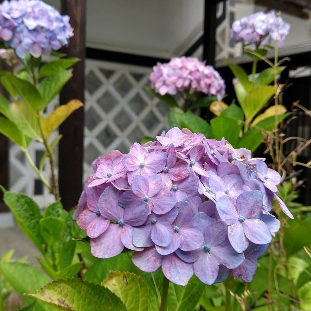 大正ロマン漂う館で特別な写真撮影！江戸時代から続く登録文化財を特別全館プライベート貸切の写真22