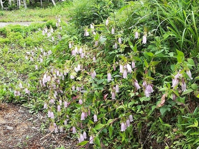 プライベートキャンプベースの写真4