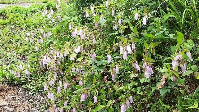 プライベートキャンプベースの写真4