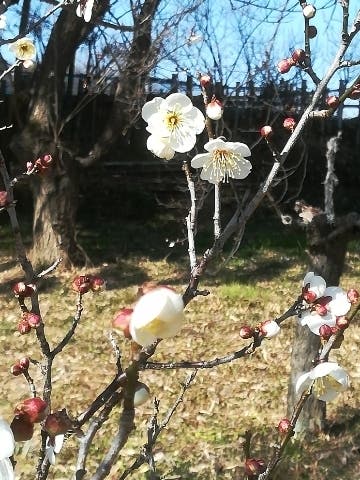 プライベートキャンプベースの写真5