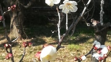 プライベートキャンプベースの写真5