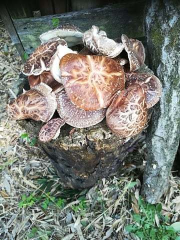 プライベートキャンプベースの写真8