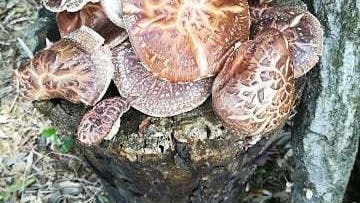 プライベートキャンプベースの写真8