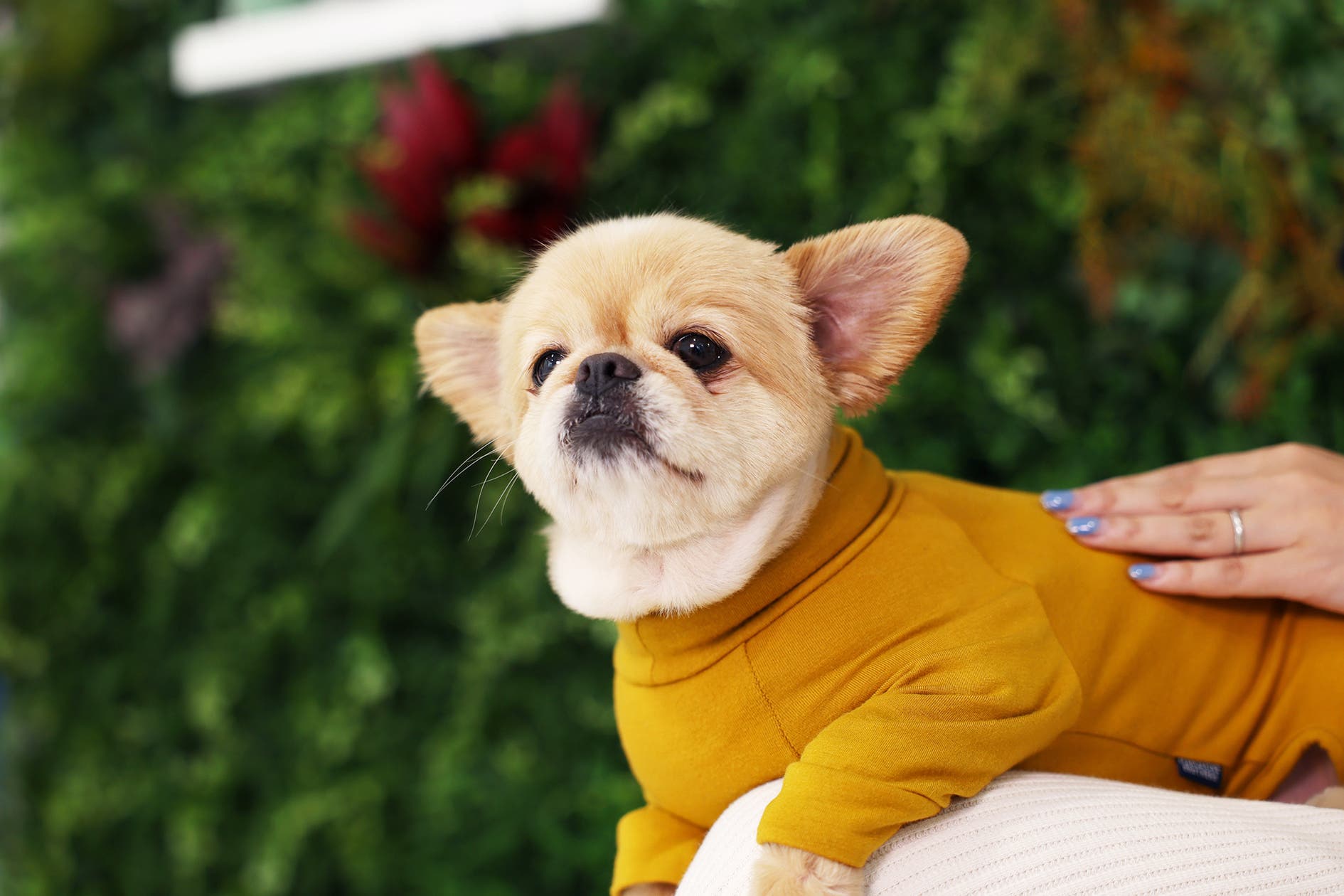 もうレンタルフォトスタジオ選びで悩まないでください☆誰でも綺麗な写真が撮れる工夫がいっぱいのワンダーヒュッテですべて解決！の写真13