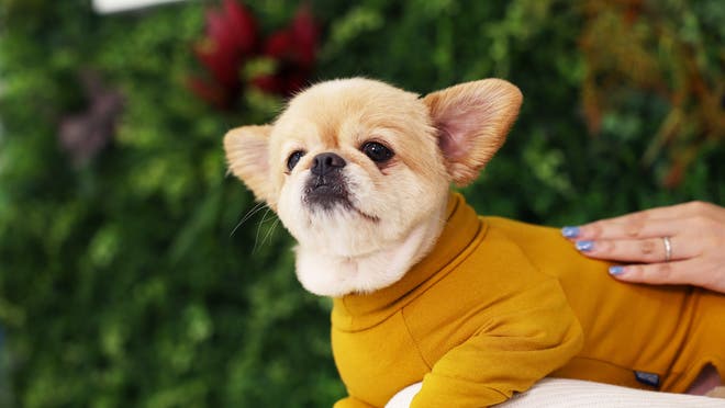 もうレンタルフォトスタジオ選びで悩まないでください☆誰でも綺麗な写真が撮れる工夫がいっぱいのワンダーヒュッテですべて解決!の写真13