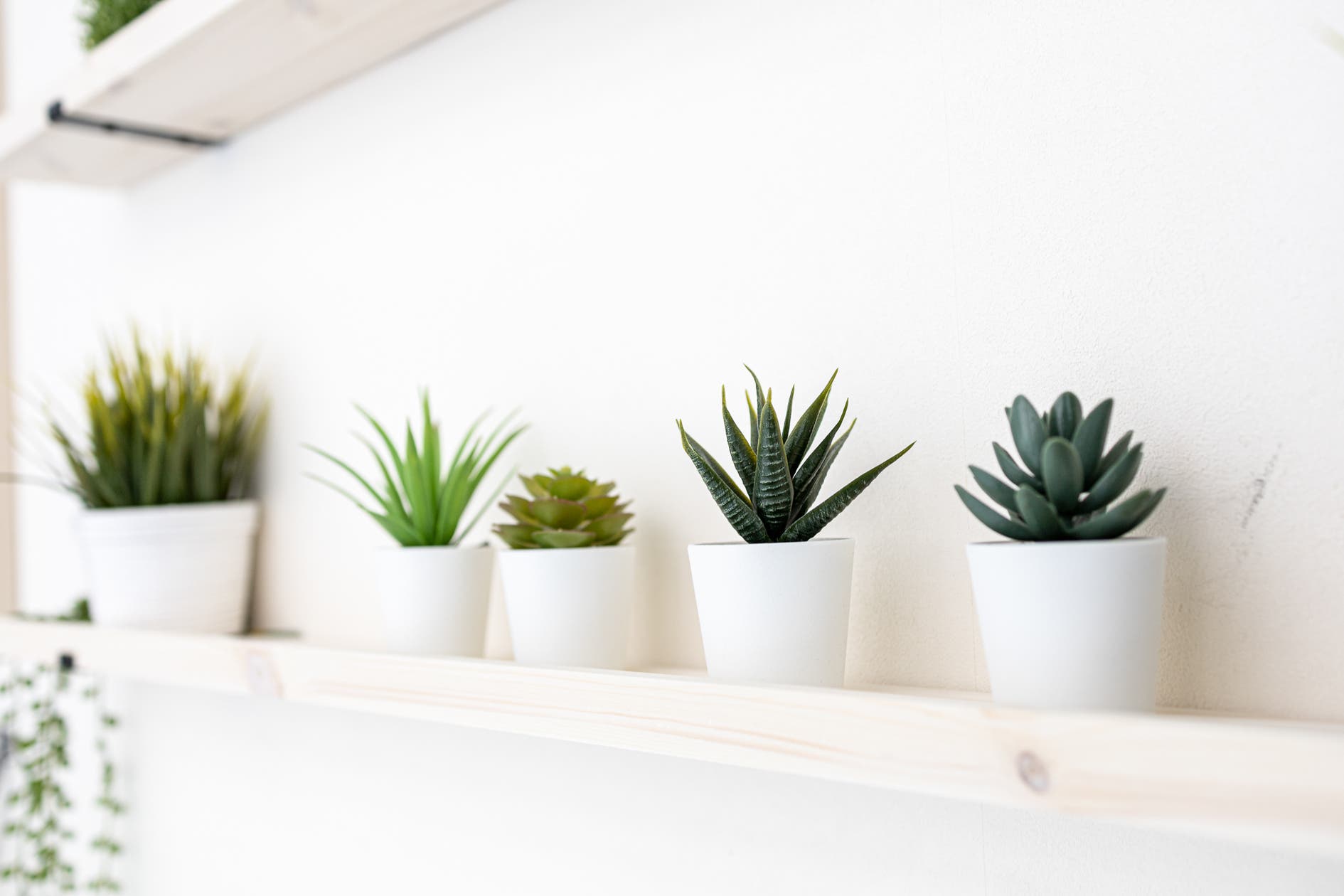 Ｈ１．豊富なグリーンとナチュラルな自然光がおすすめ　原宿・表参道のハウススタジオの写真8