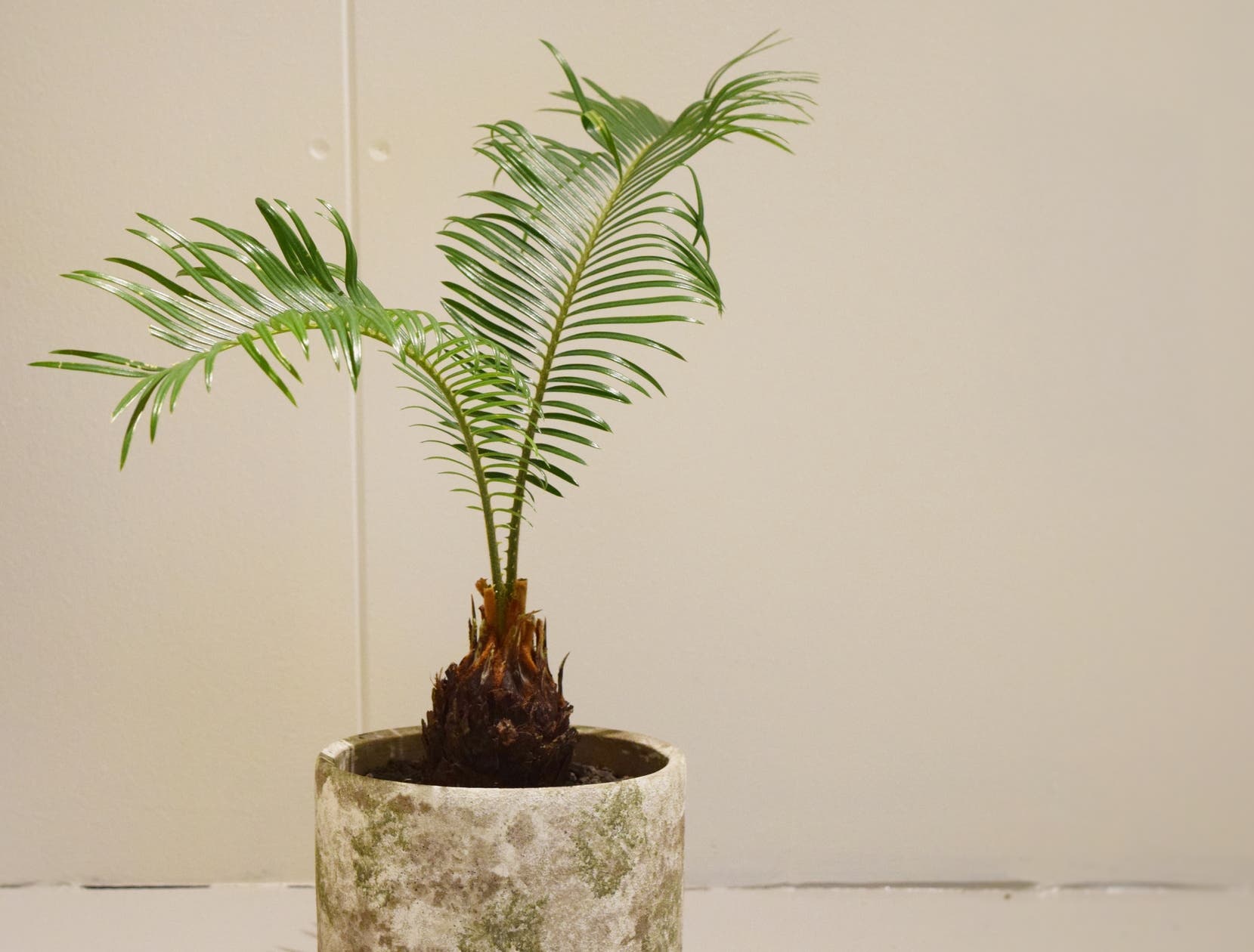 【本町駅徒歩3分！】1階・中2階を丸ごと貸出。展示会、ギャラリー、POP UP、セミナーなどの写真10