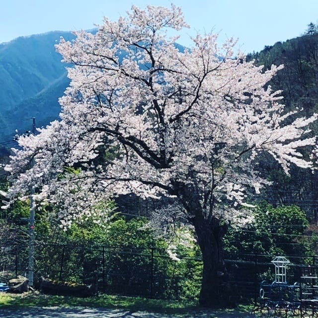 かつての学校がスペース！どこか懐かしい空間と施設周りの大自然！の写真21