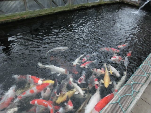 【撮影等に】泉佐野市の築５０年の古民家スペースの写真30