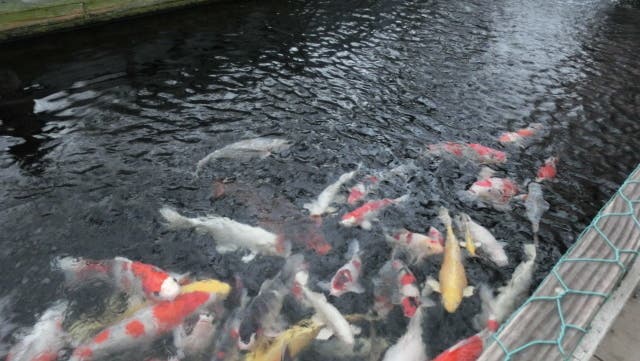 【撮影等に】泉佐野市の築50年の古民家スペースの写真30