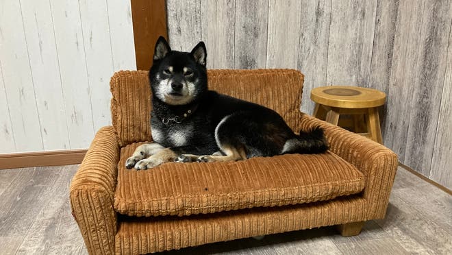 ドッグラン付きレンタルスペース(キッチン付)の写真9