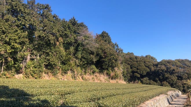 Kaikon 山/茶畑丸々貸切!日本一のお茶の生産地の茶畑山を貸切利用!各種撮影におススメの写真3