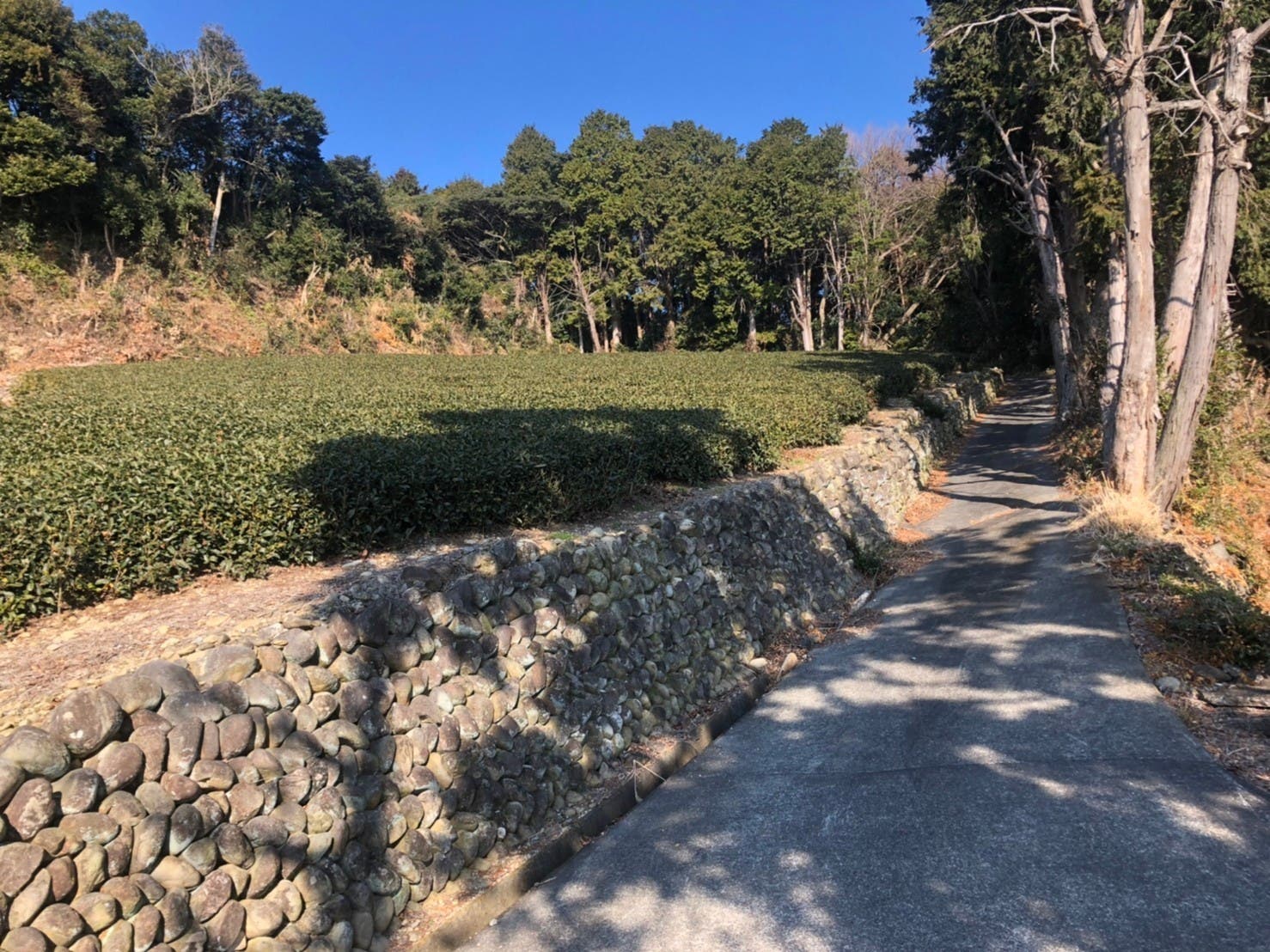 Kaikon 山/茶畑丸々貸切！日本一のお茶の生産地の茶畑山を貸切利用！各種撮影におススメの写真9