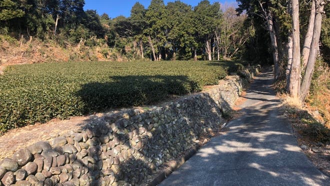 Kaikon 山/茶畑丸々貸切!日本一のお茶の生産地の茶畑山を貸切利用!各種撮影におススメの写真9