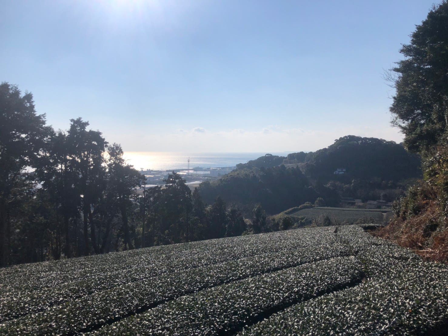 Kaikon 山/茶畑丸々貸切！日本一のお茶の生産地の茶畑山を貸切利用！各種撮影におススメの写真10