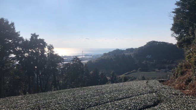 Kaikon 山/茶畑丸々貸切!日本一のお茶の生産地の茶畑山を貸切利用!各種撮影におススメの写真10