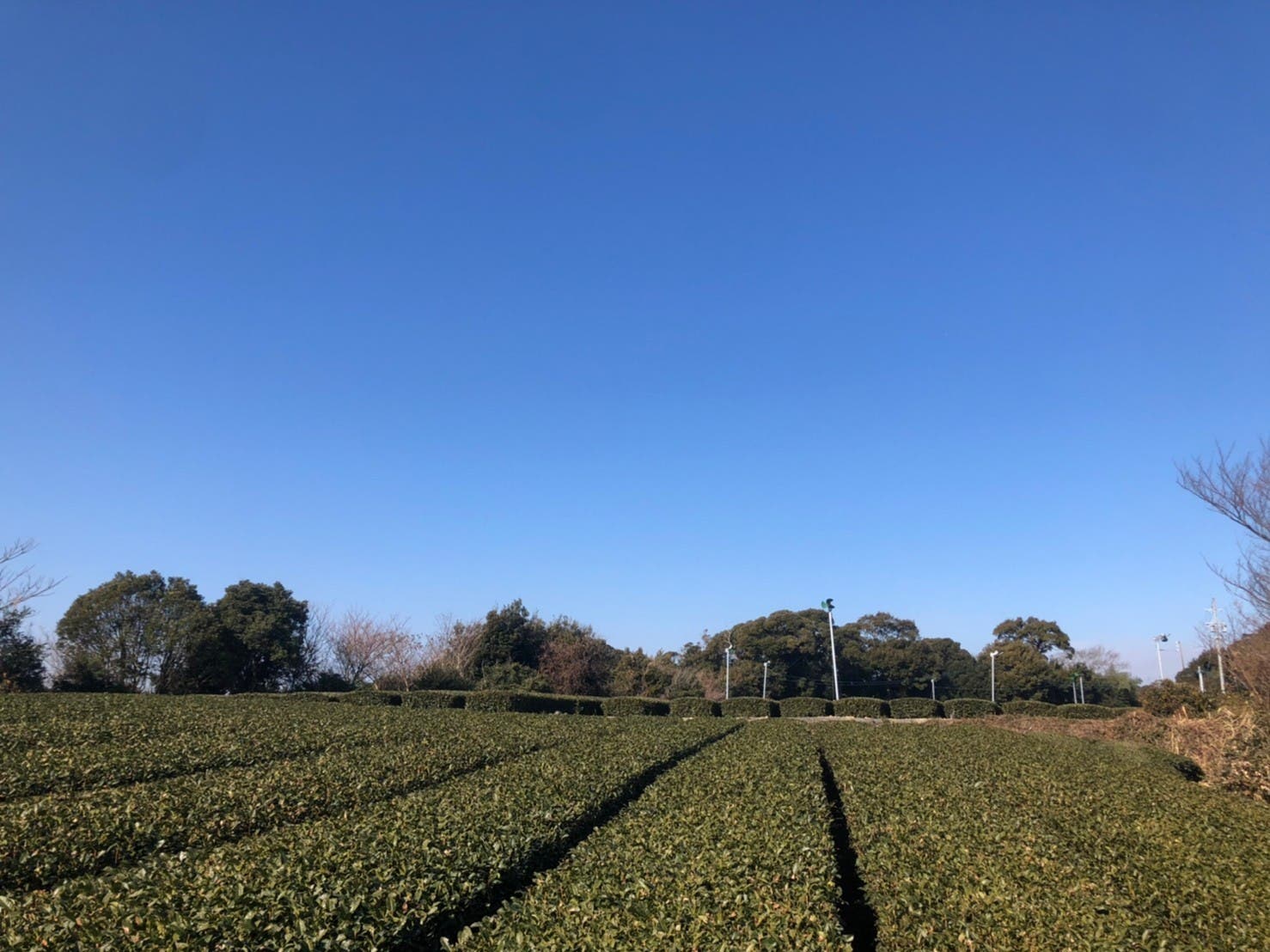 Kaikon 山/茶畑丸々貸切！日本一のお茶の生産地の茶畑山を貸切利用！各種撮影におススメの写真12