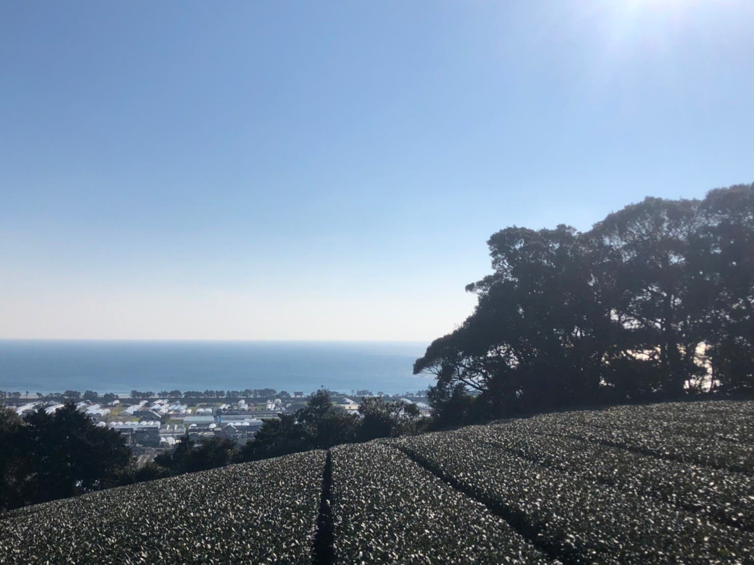 Kaikon 山/茶畑丸々貸切！日本一のお茶の生産地の茶畑山を貸切利用！各種撮影におススメの写真14