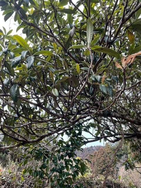 【周囲にきがねなし！】綺麗な小川と山々に抱かれる。癒やしあふれ、心身デトックスできるマルチスペース！の写真12