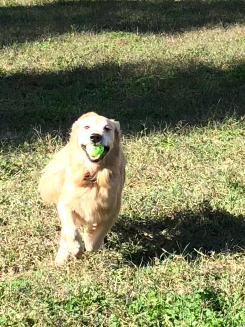 G&F's club 貸し切りプライベートガーデンで家族、愛犬、仲間と過ごすリラグゼーションスペースの写真28