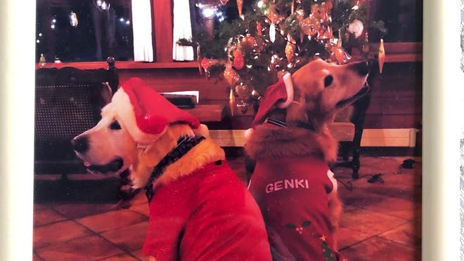 G&F's club 貸し切りプライベートガーデンで家族、愛犬、仲間と過ごすリラグゼーションスペースの写真29