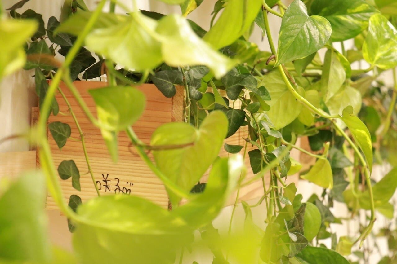 たくさんのお花と緑に囲まれた幻想的なフラワーカフェ　自然光あり、ポートレート撮影・動画撮影、女子会イベントも可能の写真8