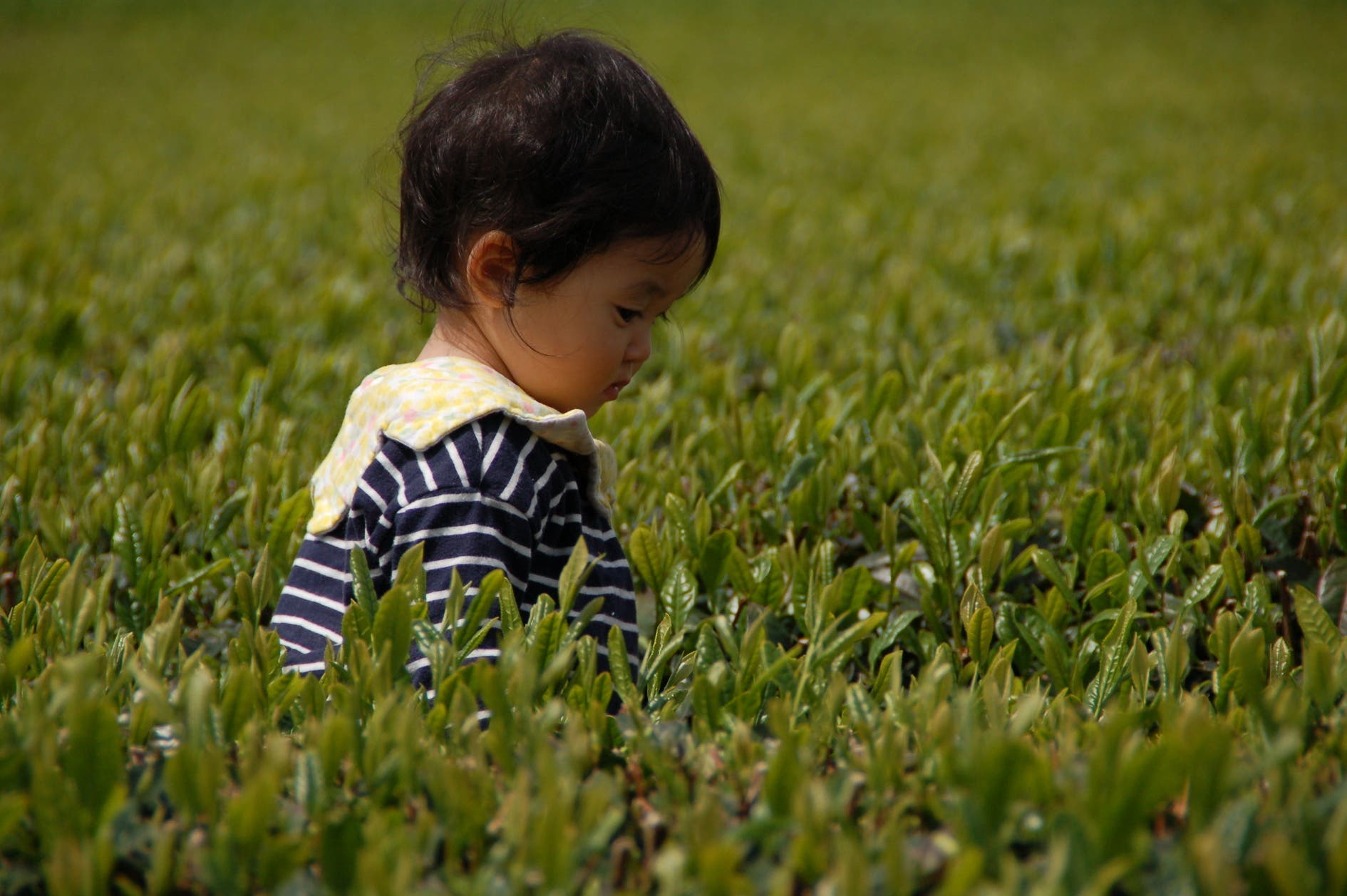 元お茶農家さん家の一棟貸し古民家宿＆脇屋wakiya　リモートワークにもおススメ！の写真16