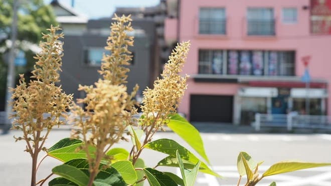 三ノ宮からすぐ、阪神御影徒歩6分席のみフリースペースとして利用できるカフェの写真2