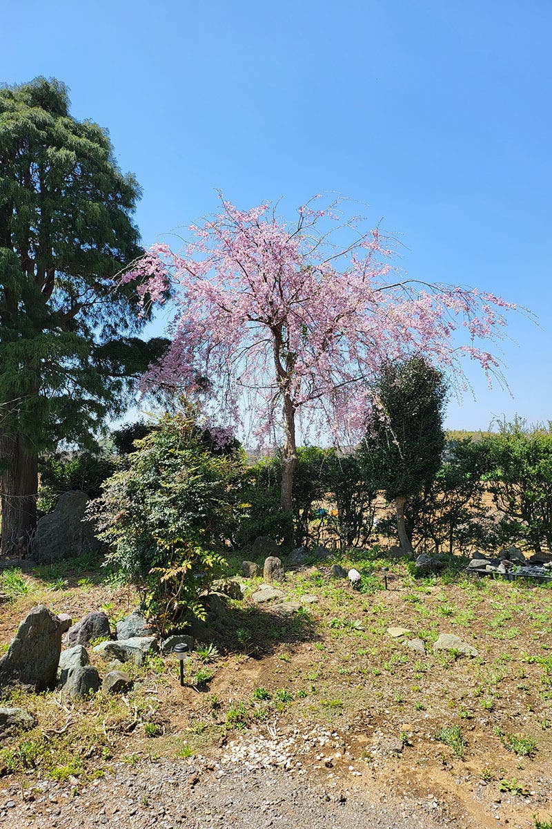 平成５年築170株のバラが咲く庭、全室南向きの民家スタジオですの写真20