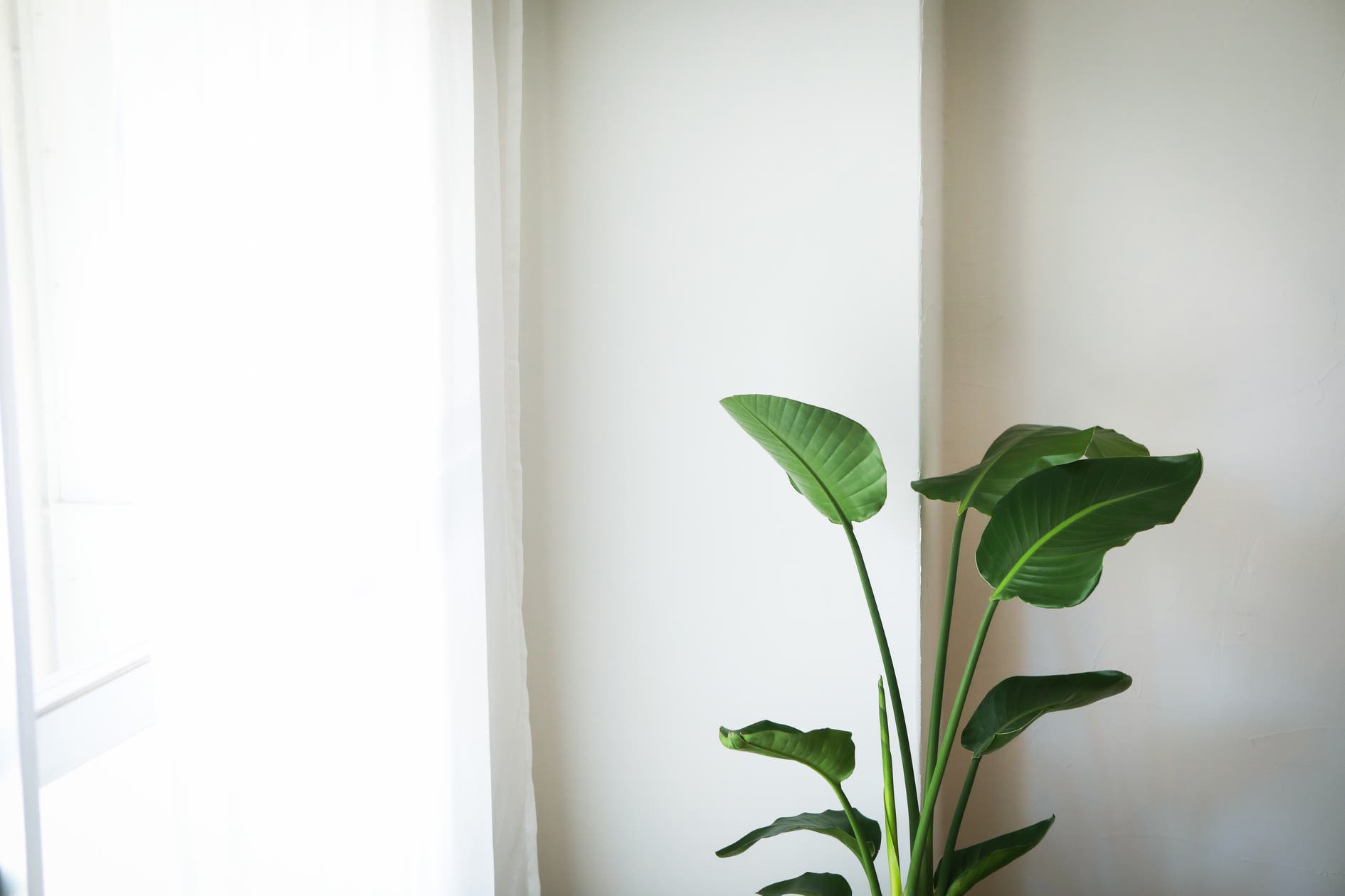 海外アパルトマンのような外苑駅徒歩6分の自然光撮影スタジオ・可愛いシャビーなインテリア＜コスプレ／ポートレート写真／動画撮影＞の写真14