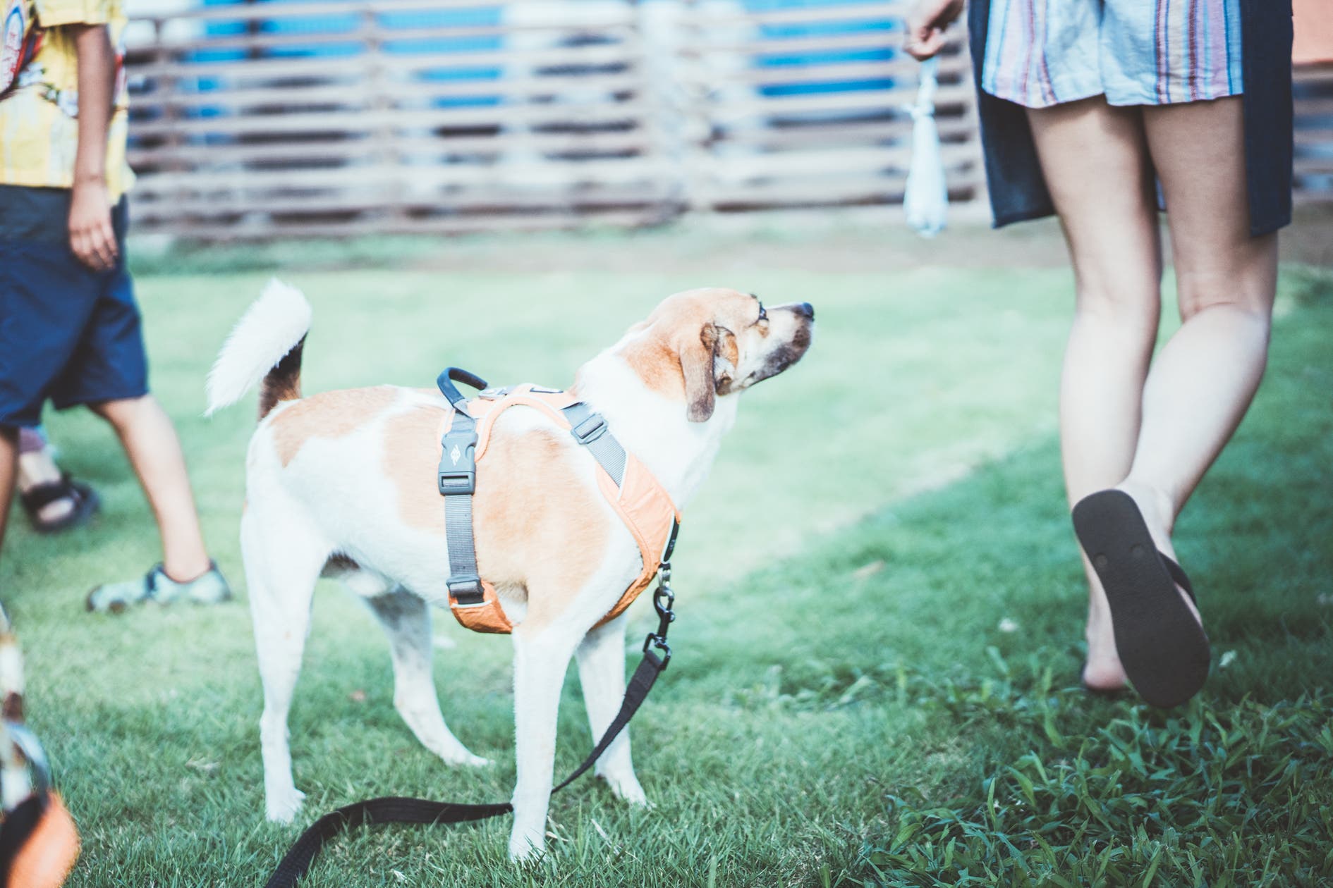 【大人も楽しい秘密基地❗️】湘南・藤沢北部の農園地帯。貸切キャンプ｜音楽イベント｜撮影｜キッチン・シャワー完備の写真11
