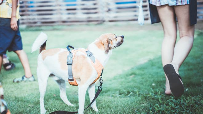 【大人も楽しい秘密基地❗️】湘南・藤沢北部の農園地帯。貸切キャンプ|音楽イベント|撮影|キッチン・シャワー完備の写真11