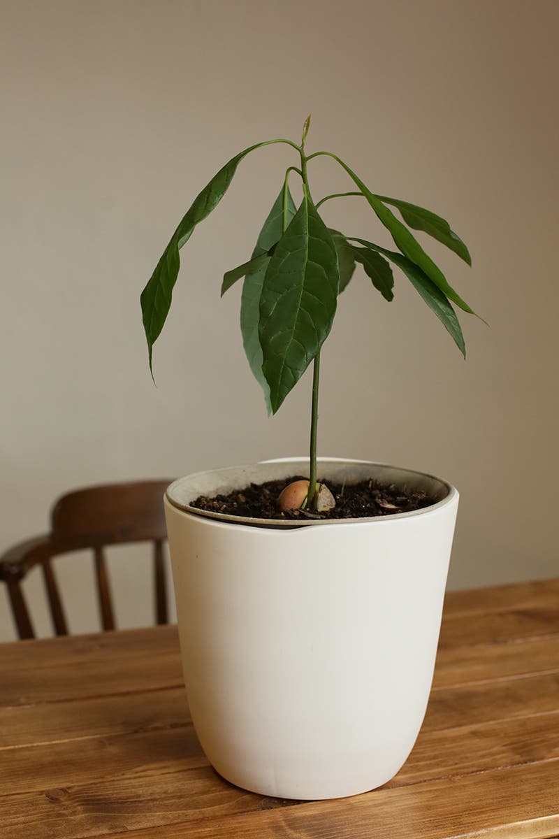 定常光レンタルの画像2