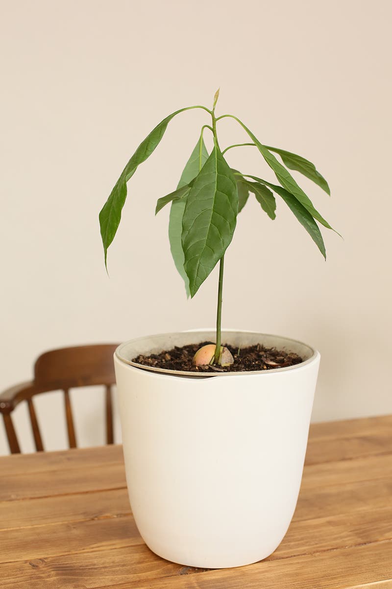 定常光レンタルの画像3