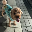 æž
æ°ŽçŽå¹ž