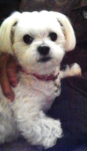 ホストのプロフィール画像