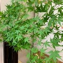 有限会社ウィングアート