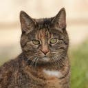 株式会社Harmony Ring