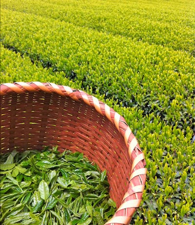 ホストのプロフィール画像