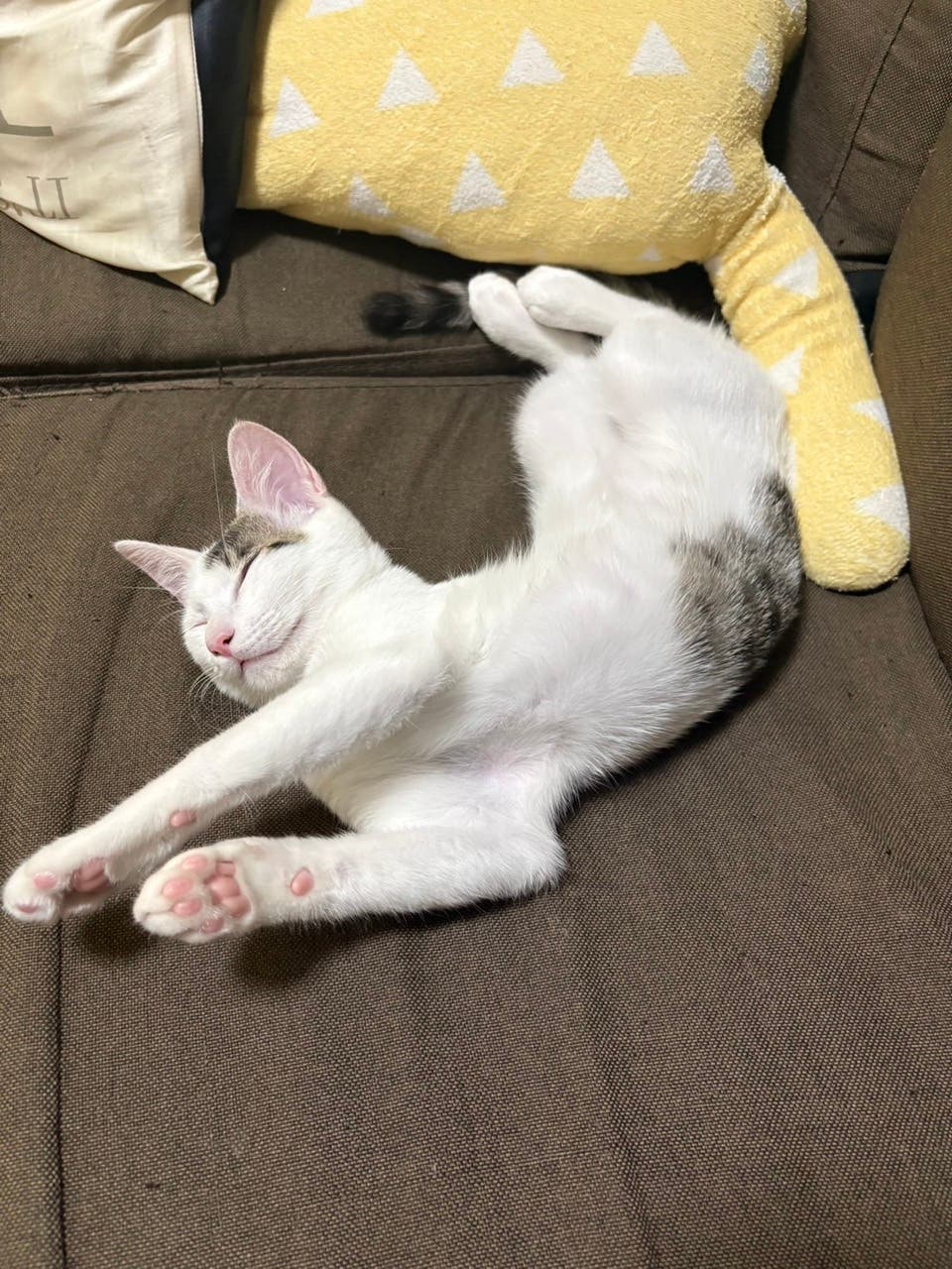池上猛
