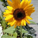 サニーワールド