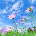 株式会社Blooming On