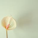 株式会社Ricco plus