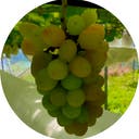 このはなランド