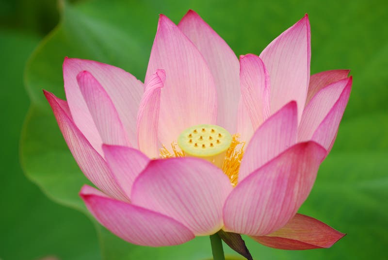 ホストのプロフィール画像