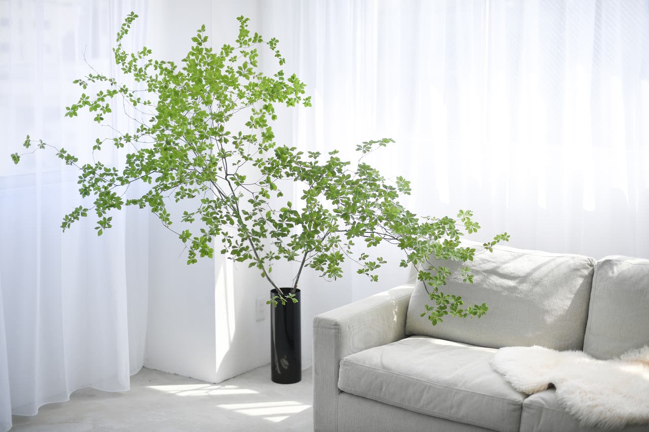 ホストのプロフィール画像