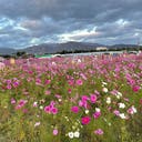 æ ªåŒäŒç€ŸMJAã¢ã€ã©ã³ã