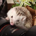 ワイズエンターテイメントアンドシステムズ合同会